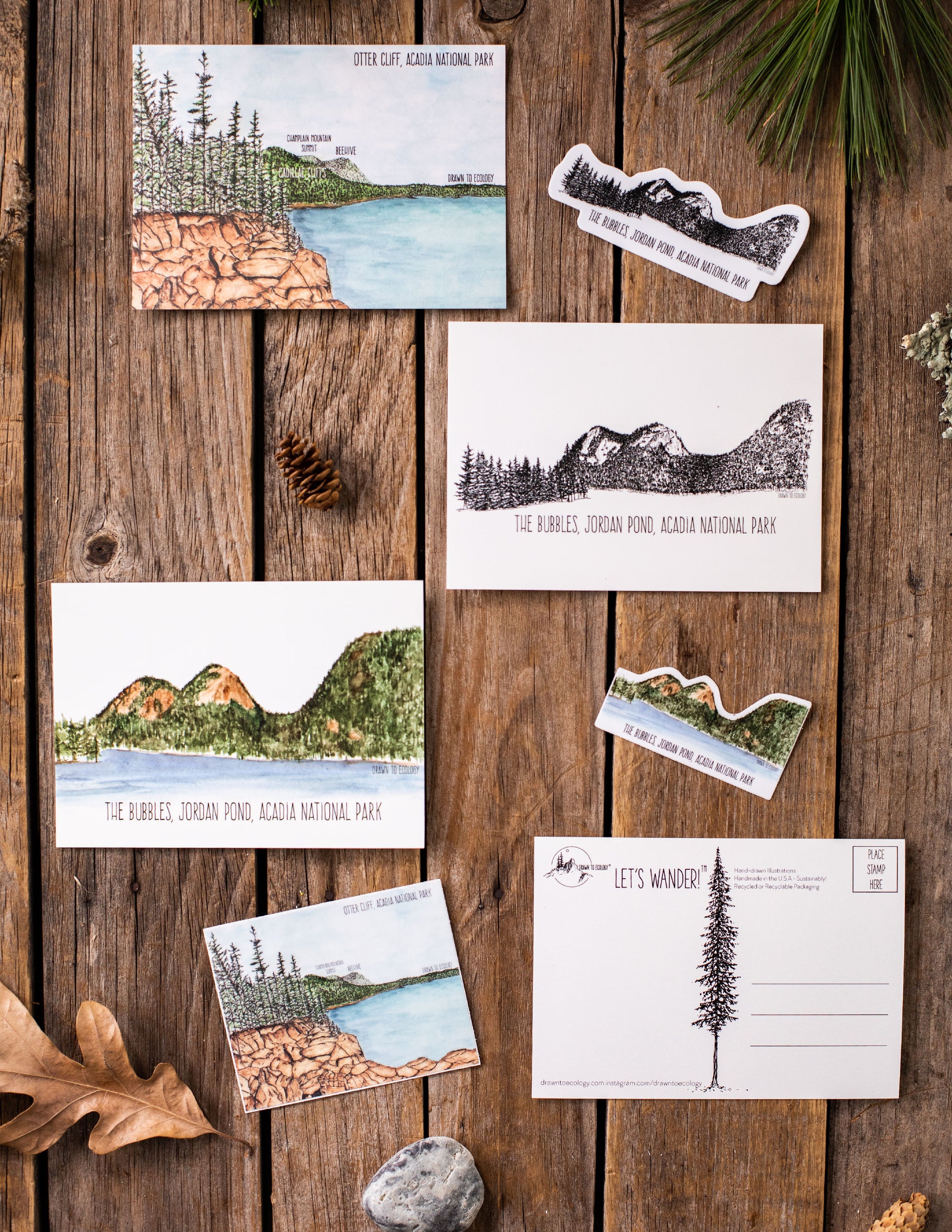 Acadia National Park Bundle – Drawn to Ecology