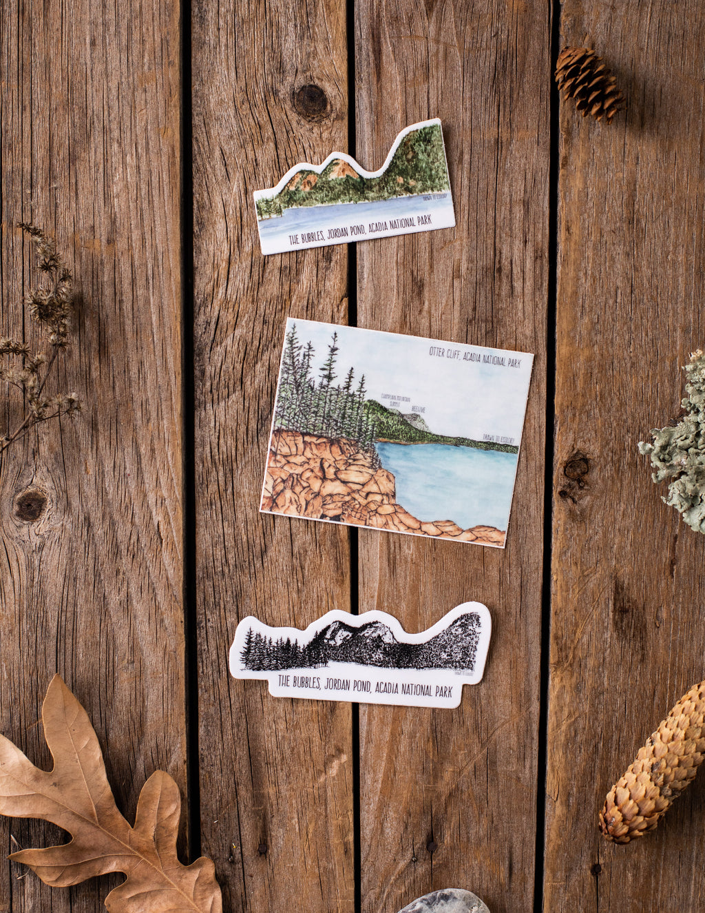 Acadia National Park Bundle – Drawn to Ecology