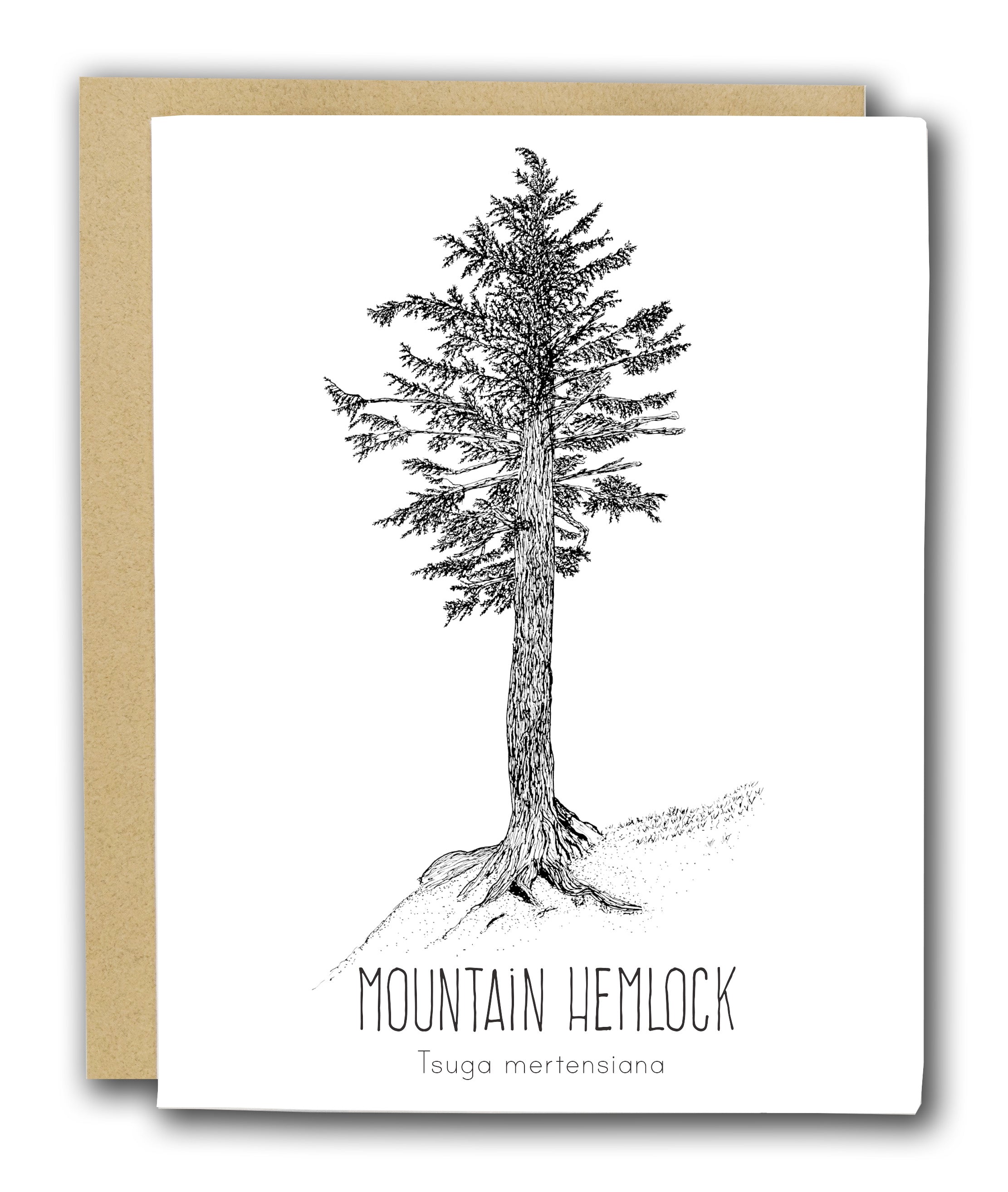Western Hemlock Tree Drawing